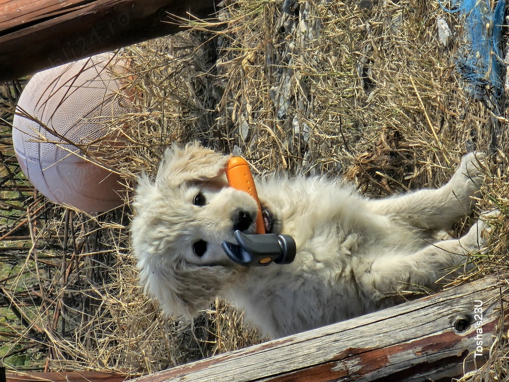 Pui golden retriever Balcesti - Animale