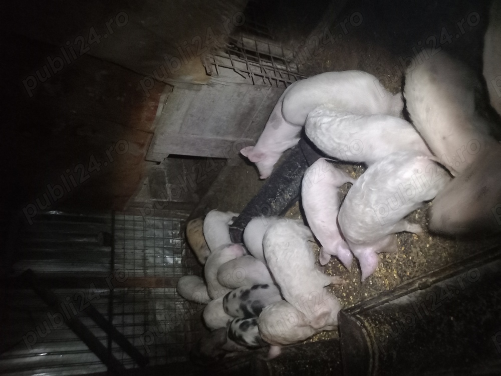 Purcei de vanzare Oradea - Animale