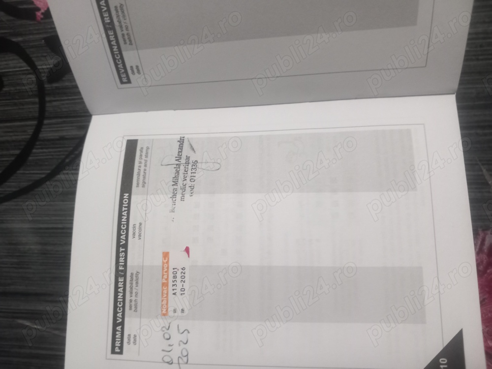 Catelusa de Asia Centrală Blaj - Animale