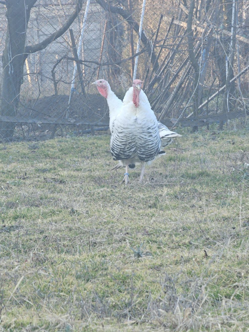 Curcani de rasa Timisoara - Animale