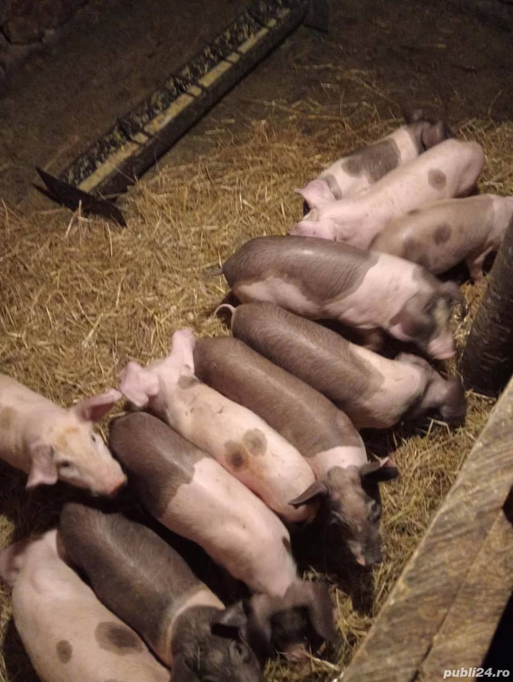 Purcei înțărcați Bosorod - Animale