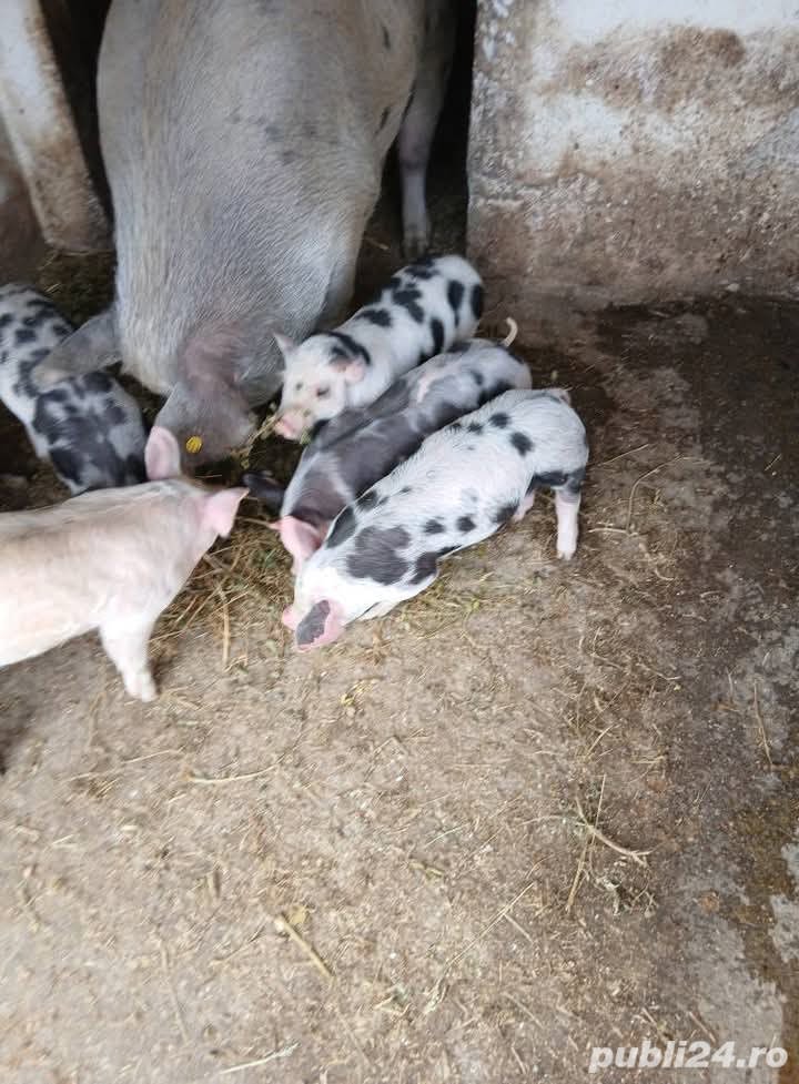 De vanzare purcei Santana - Animale