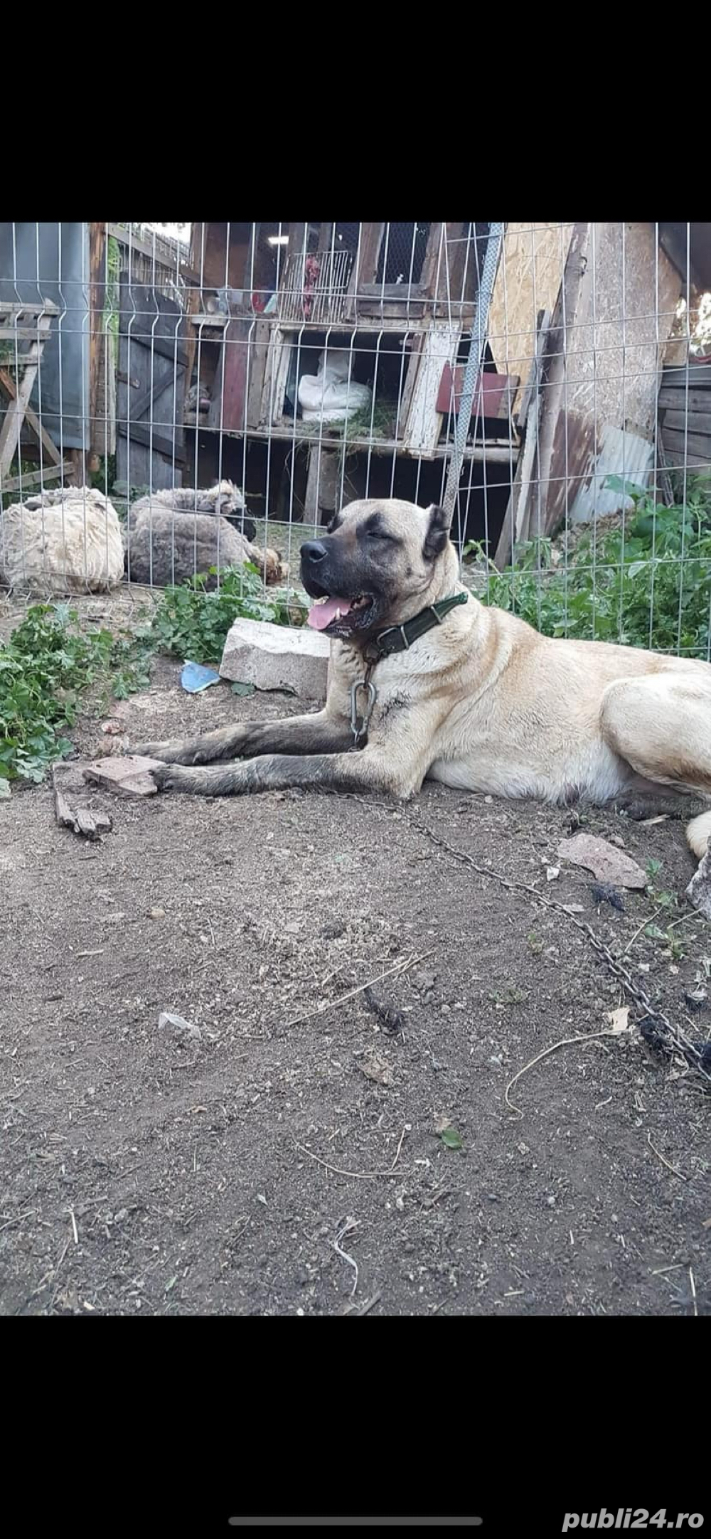 Femela Kangal Gilau - Animale