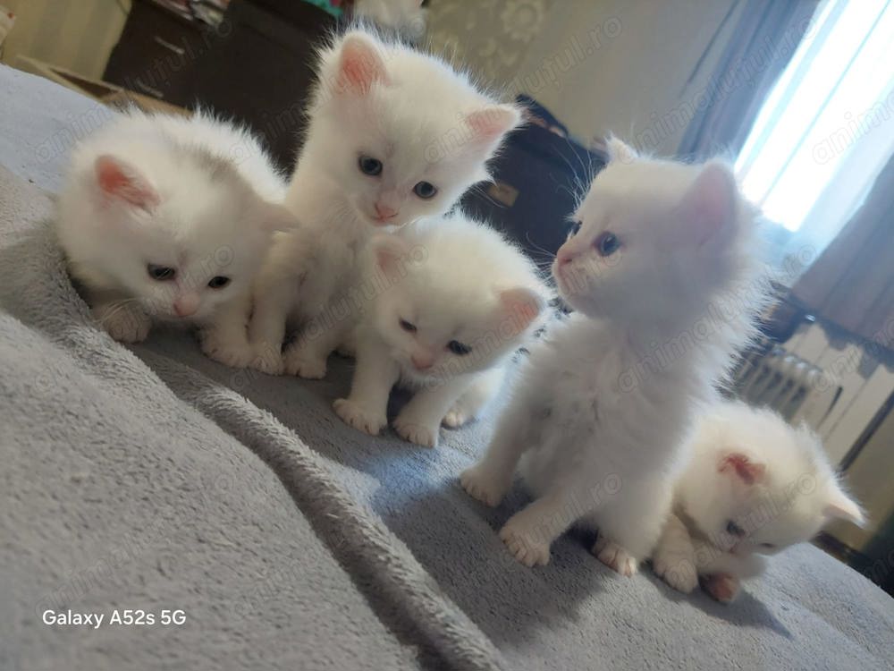 Vand pisicute persane albe Sibiu - Animale