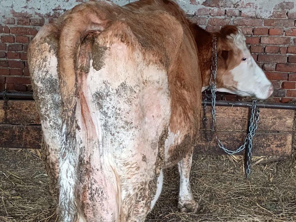 Vând vaca mare de sacrificat peste 600kg mau multe detali la telefon ...