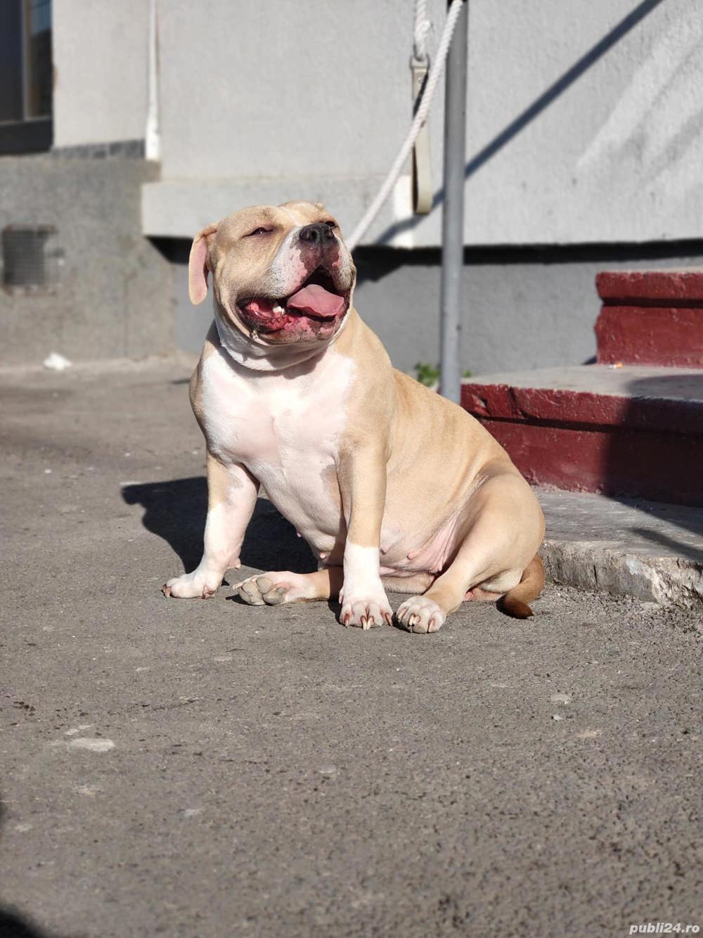 American bully pocket femela cu pedigree Galati - Animale