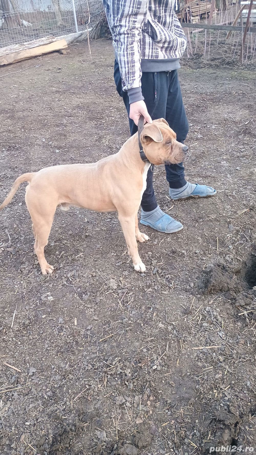 Mascul Amstaff Ploiesti - Animale