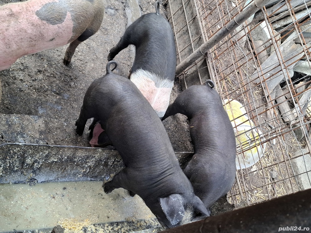 Purcei de vânzare Baru - Animale