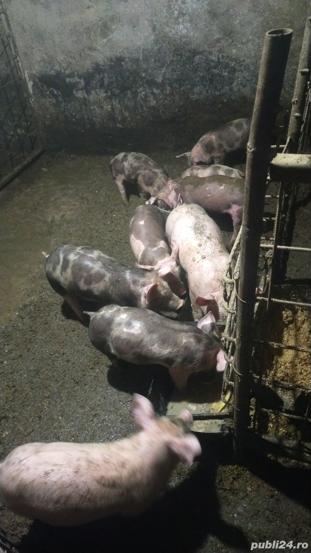 Purcei carne Manastirea Doamnei - Animale