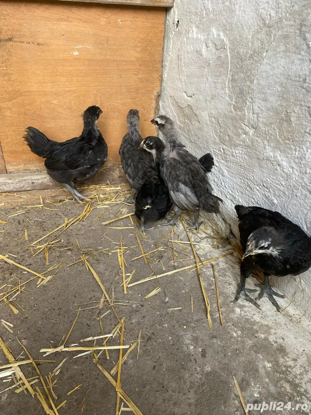 Pui australorp Arad - Animale