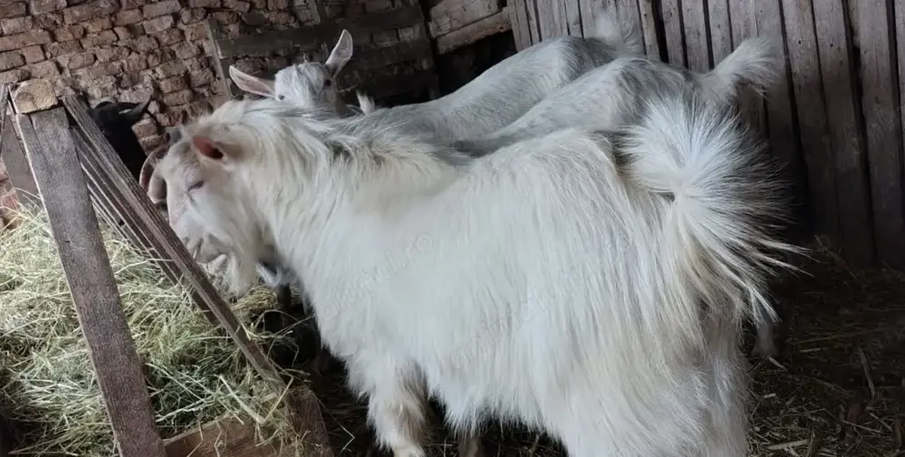 Capre bune de lapte iezi țap Craiova - Animale