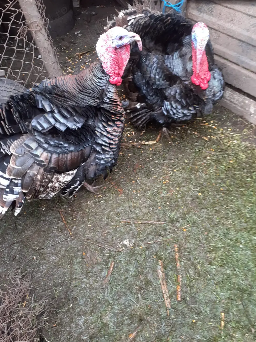 Curcani de vânzare Buzau - Animale