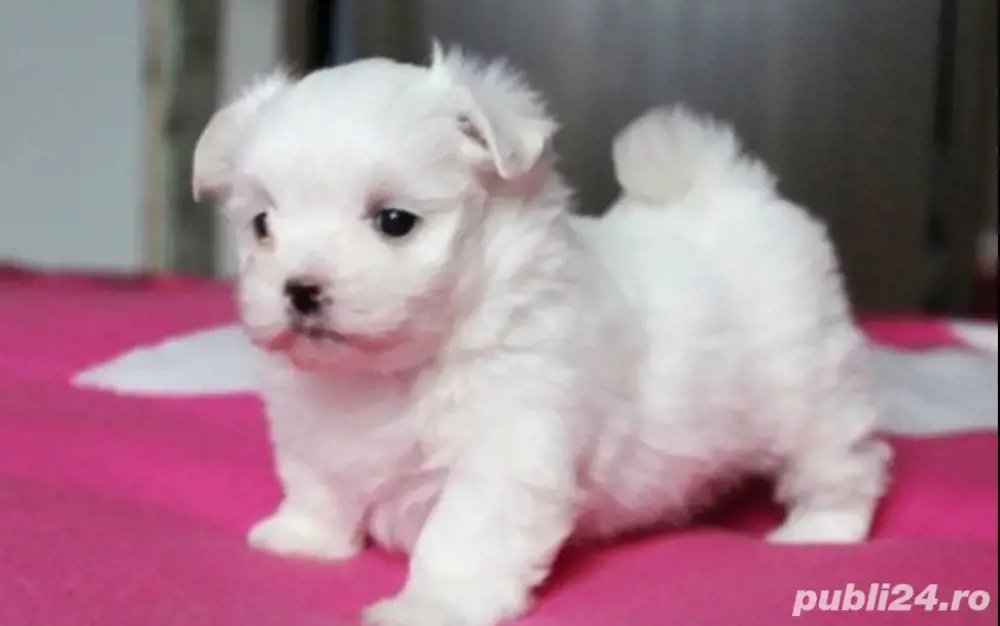 Pui bichon maltez mini toy Cluj-Napoca - Animale