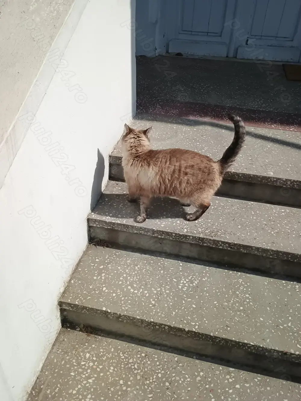 Blanche, pisicuta birmaneza,cativa anisori Targoviste - Animale