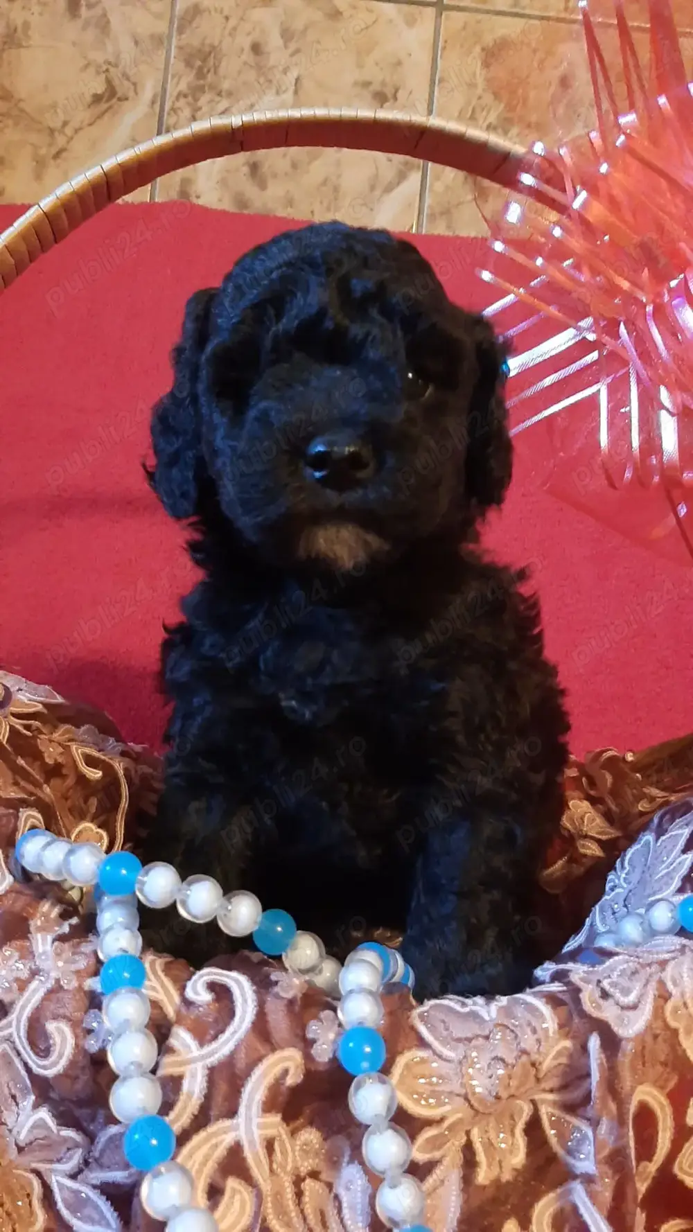 Catelusi pudel- caniche Arad - Animale