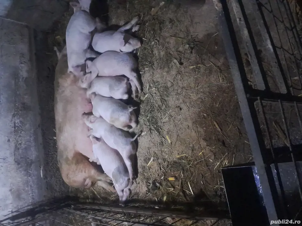 Purcei de vânzare Bacau - Animale