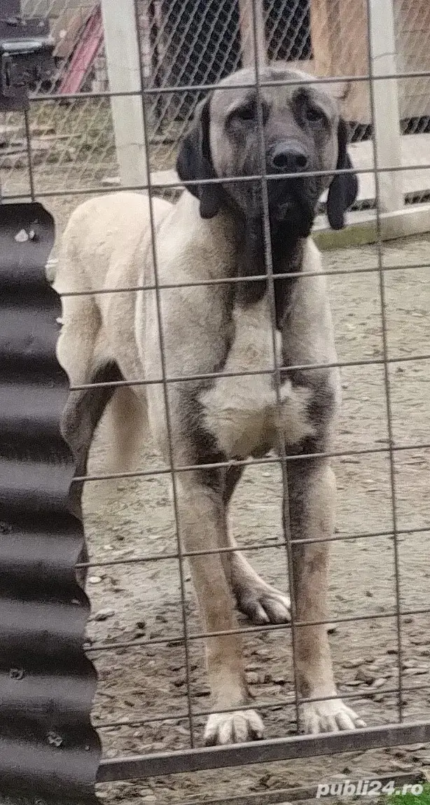 Mascul kangal,malakli, Bazna - Animale