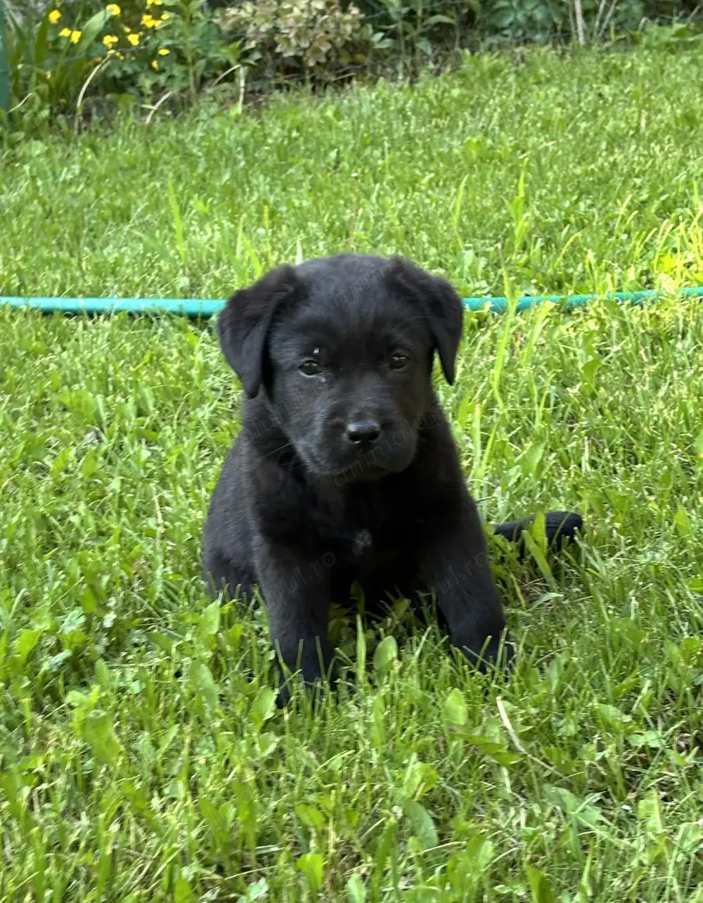 Oferim spre vânzare 2 pui Labrador Retriever Craiova - Animale