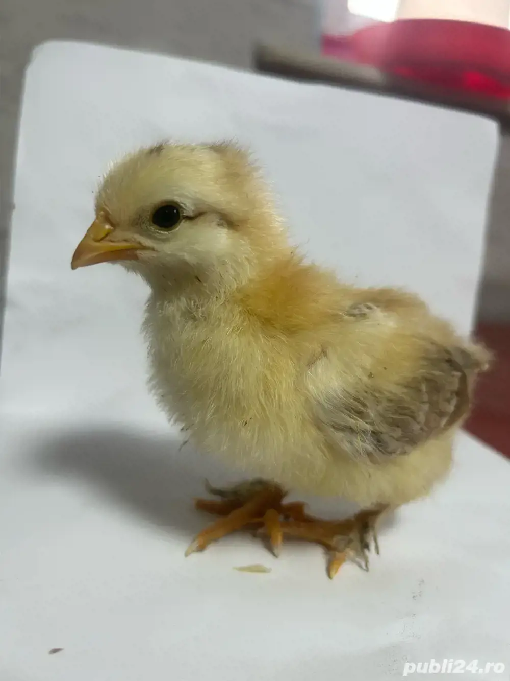 Pui de o zi Brahma diferite culori de casa Hantesti - Animale