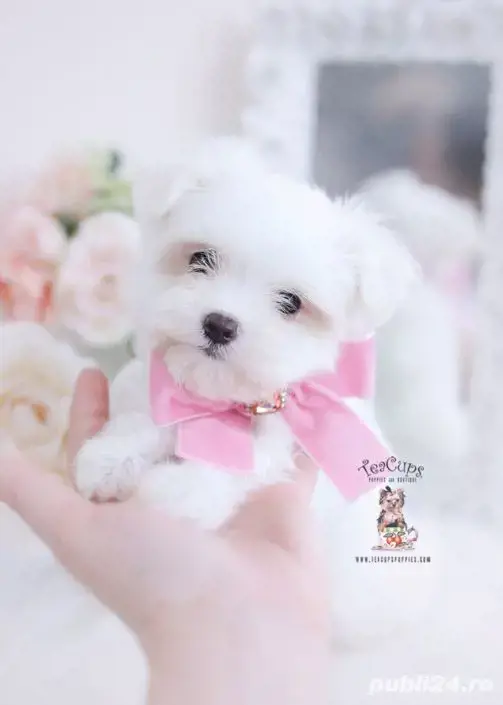 Bichon maltez mini toy Sector 2 - Animale