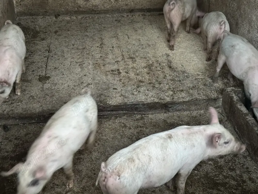 Vând purcei de 10 săptămâni Santana - Animale