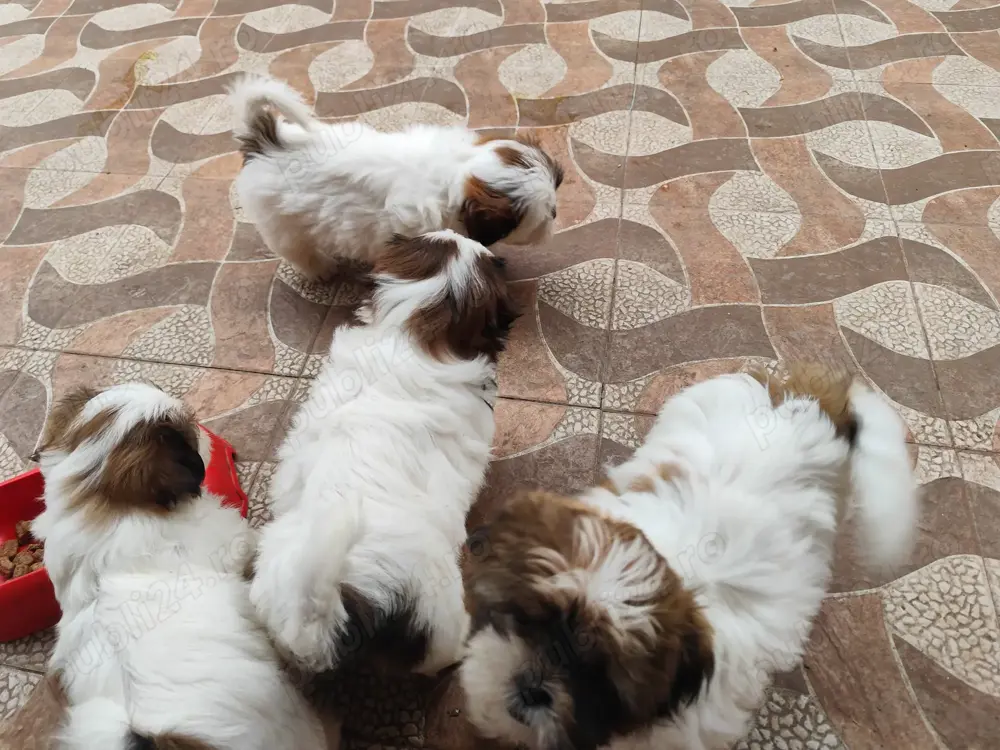 Vând pui Shih-tzu Timisoara - Animale