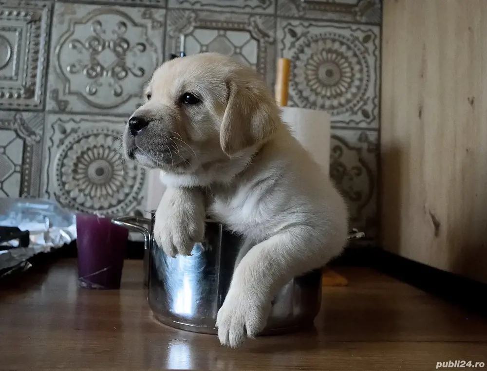 Pui mascul labrador retriever Pedegree tipA Iasi - Animale