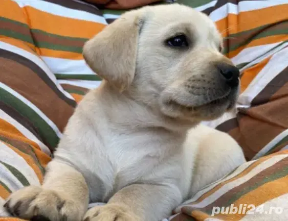 Labrador Retriever Pui Sibiu - Animale