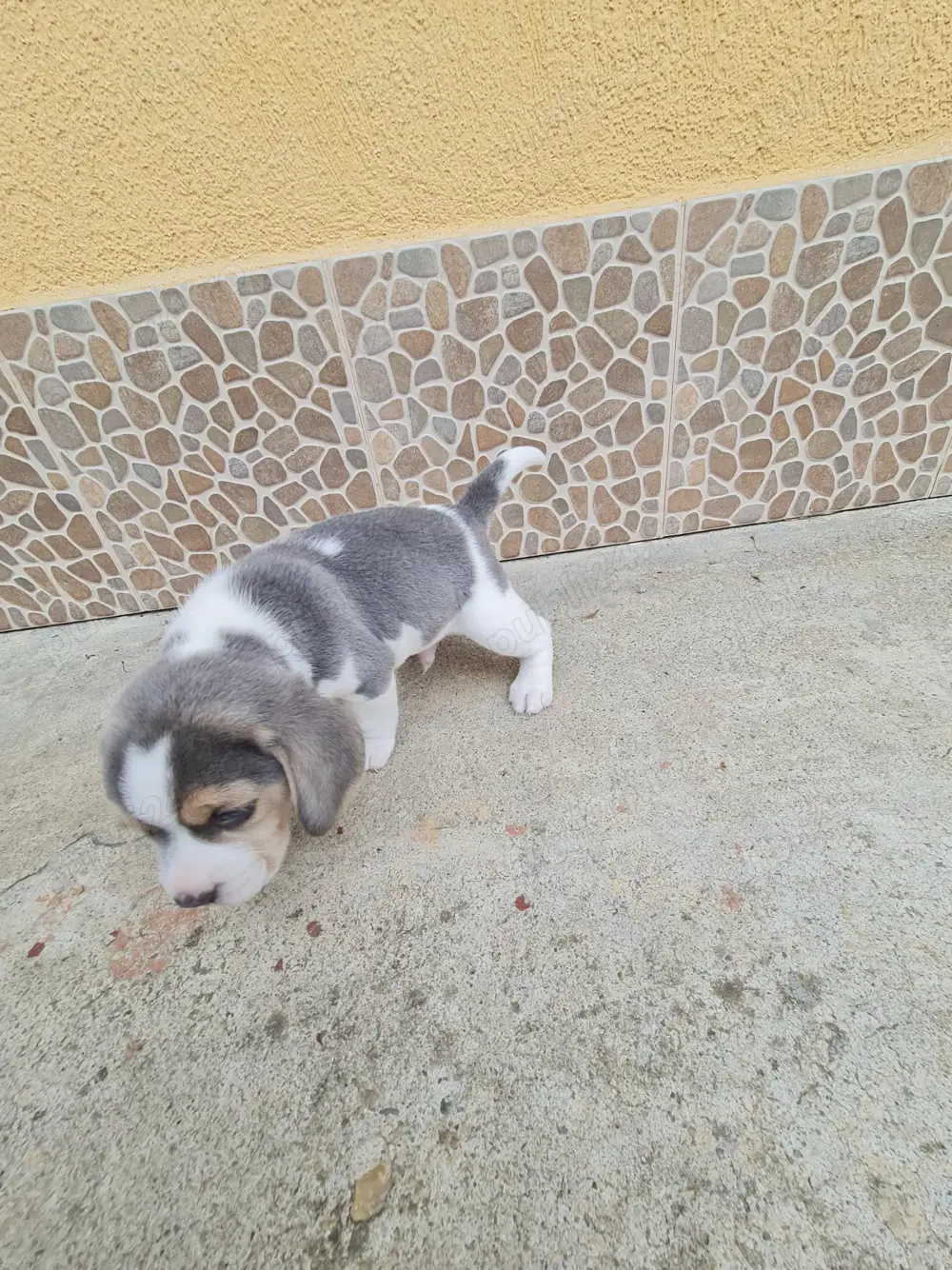 Pui Beagle mascul, culoare blue and tan Pitesti - Animale