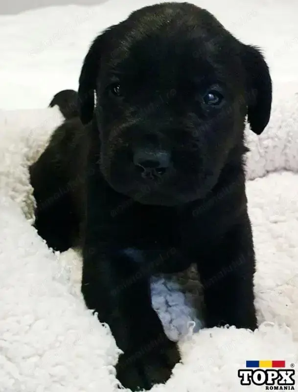 Vanf pui labrador rasă pură!! Suceava - Animale