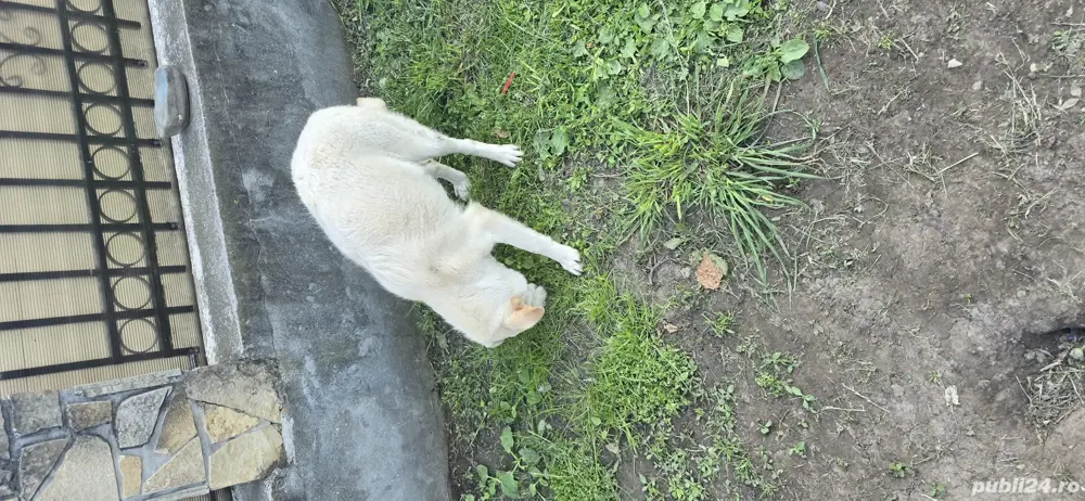 Vand Labrador Mihoveni - Animale