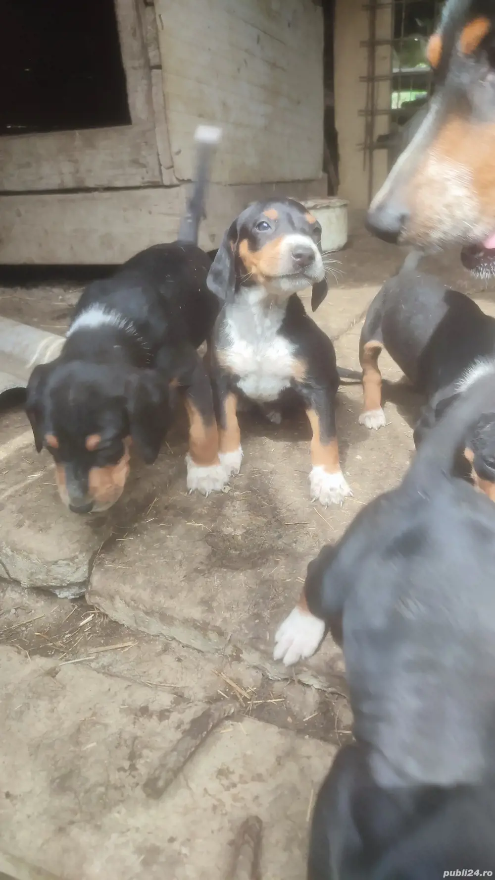 Vând căței copoi ardelenesc Bistrita - Animale