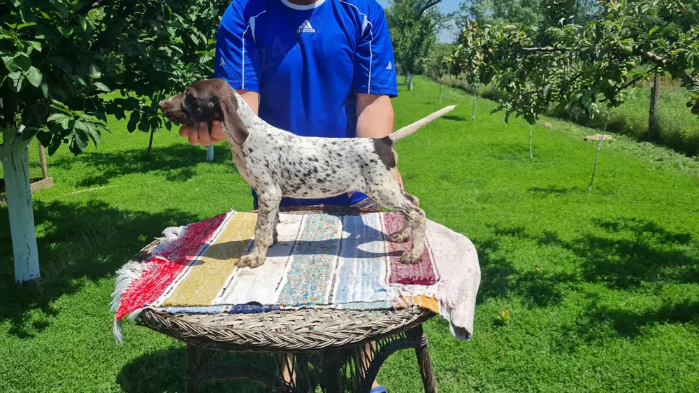 Vând brac german par scurt Cociuba Mare - Animale