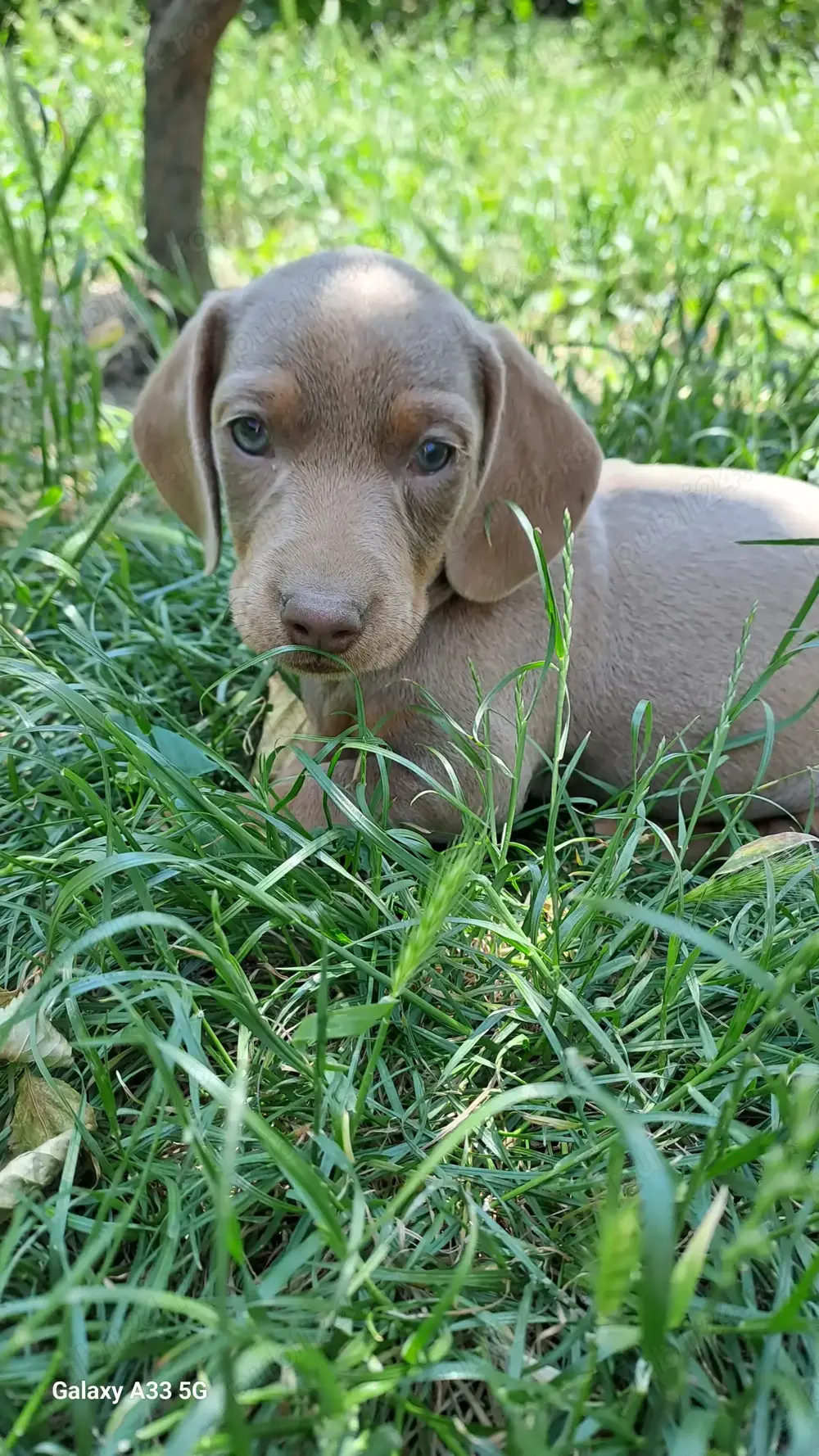 Catelusi Teckel Oradea - Animale