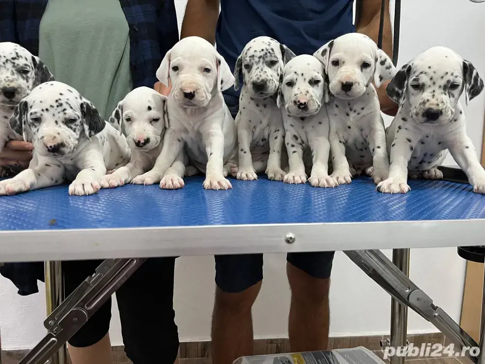 Pui de Dalmațian de vânzare Curtea de Arges - Animale