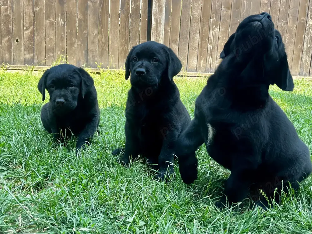 Pui Labrador Retriver Craiova - Animale
