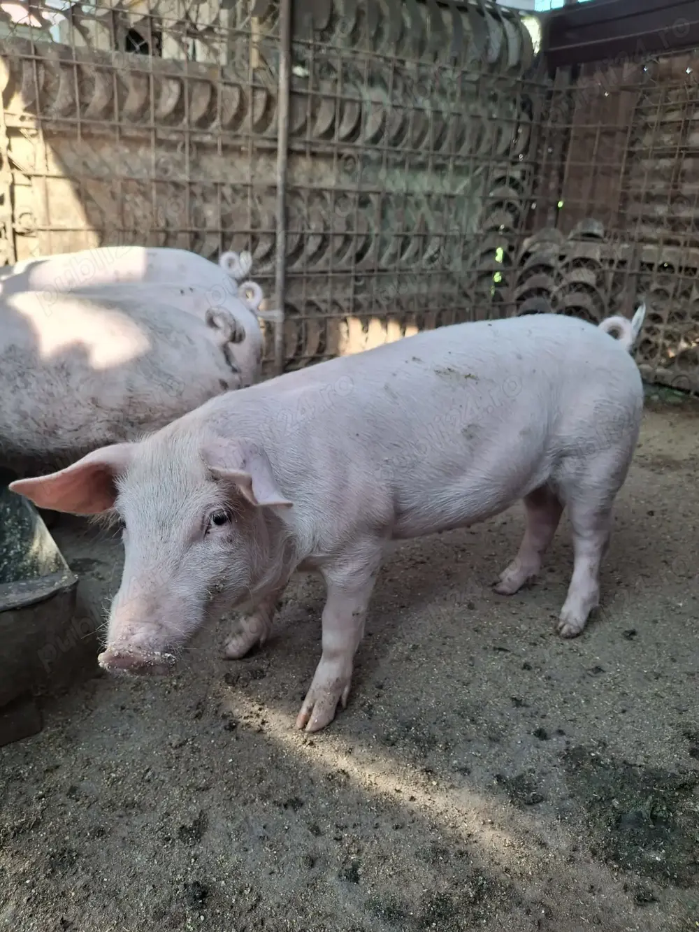 Purcei de 8 săptămâni Sacalaseni - Animale