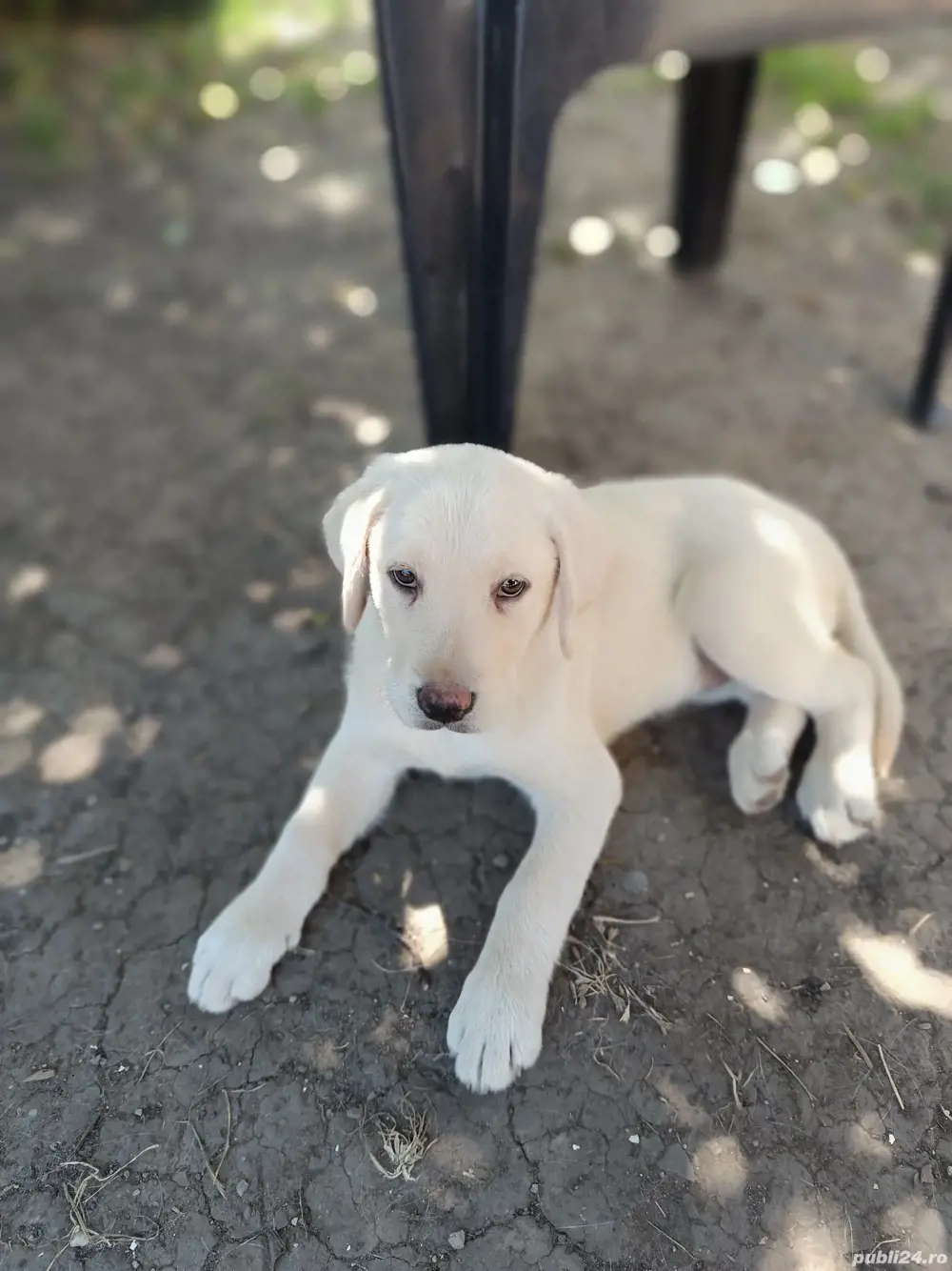 Cățeluși labradori retriever TOMSANI - Animale