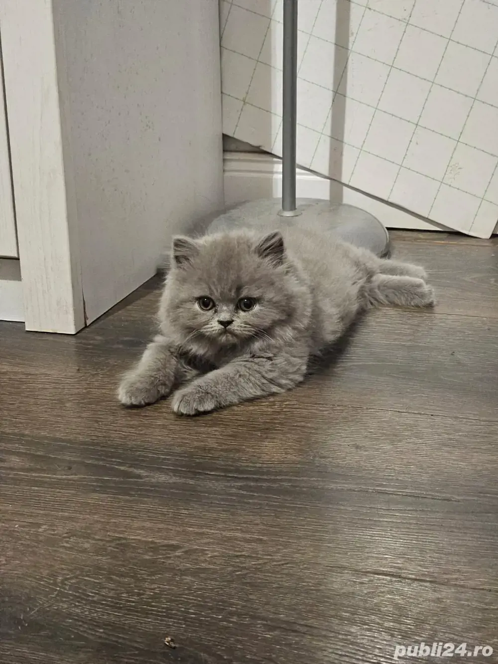 Pisicute british Timisoara - Animale