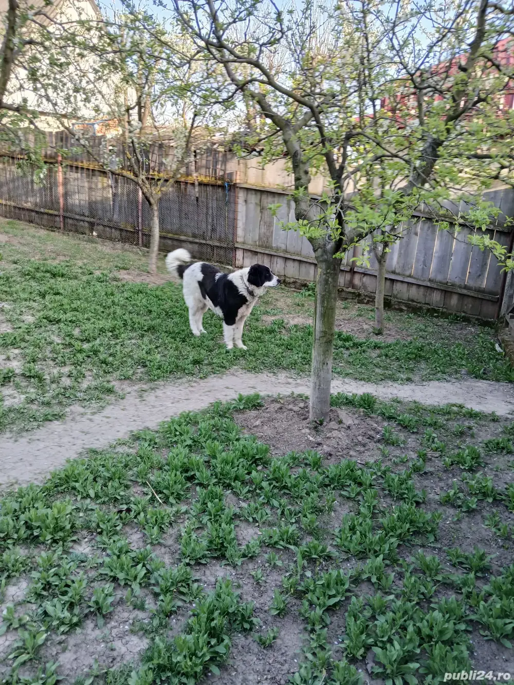 Femela Ciobanesc de Bucovina Iasi - Animale