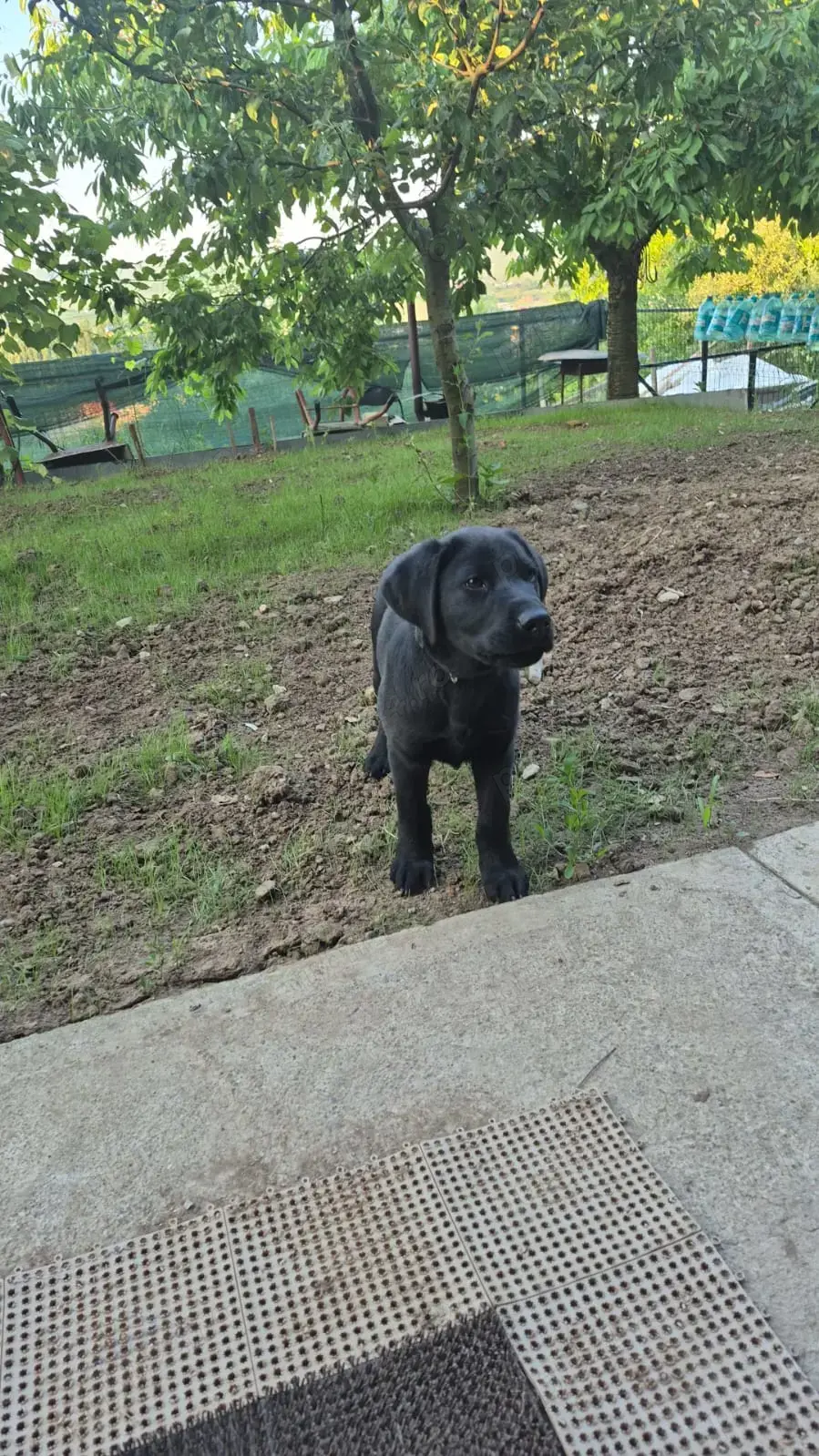 De vânzare pui Labrador Falticeni - Animale