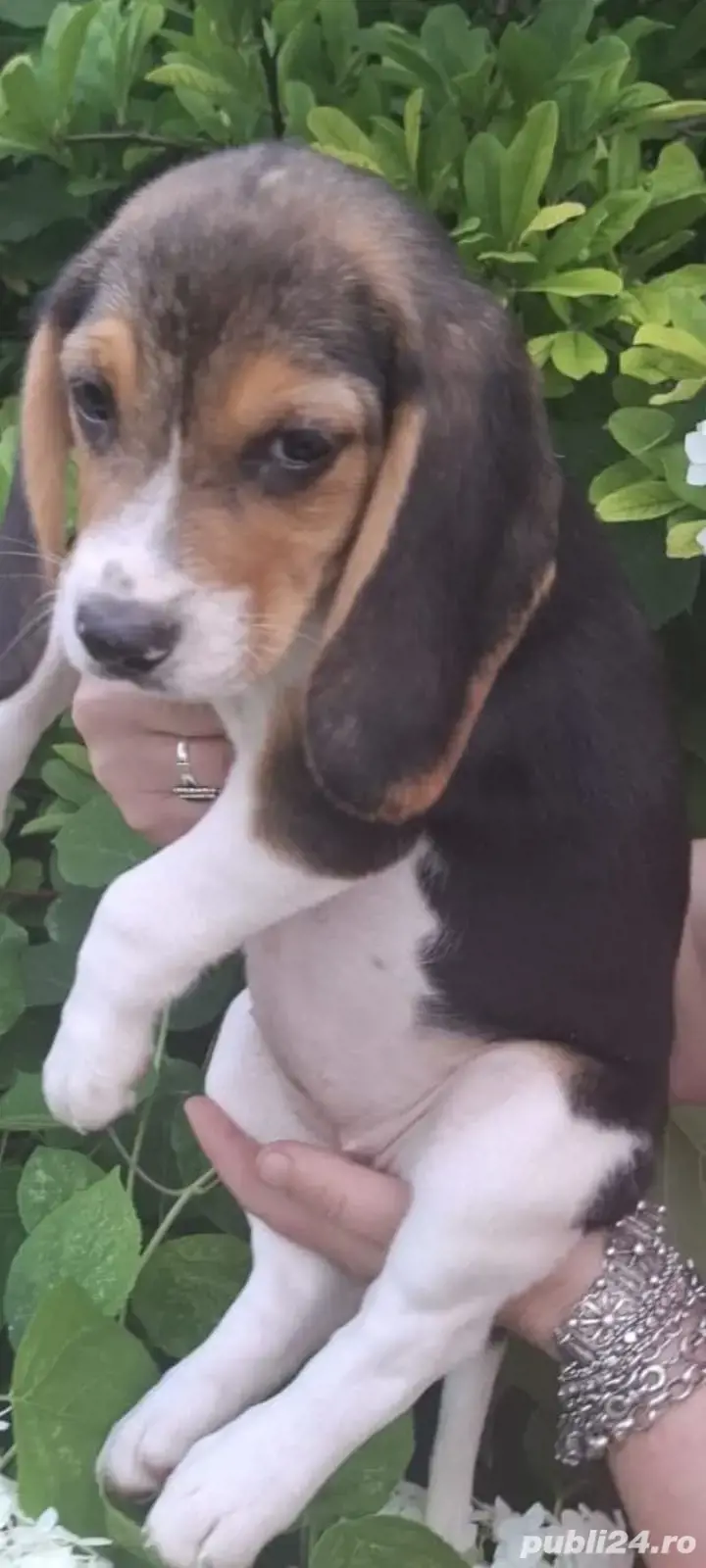 Vand pui beagle VALEA CALUGAREASCA - Animale