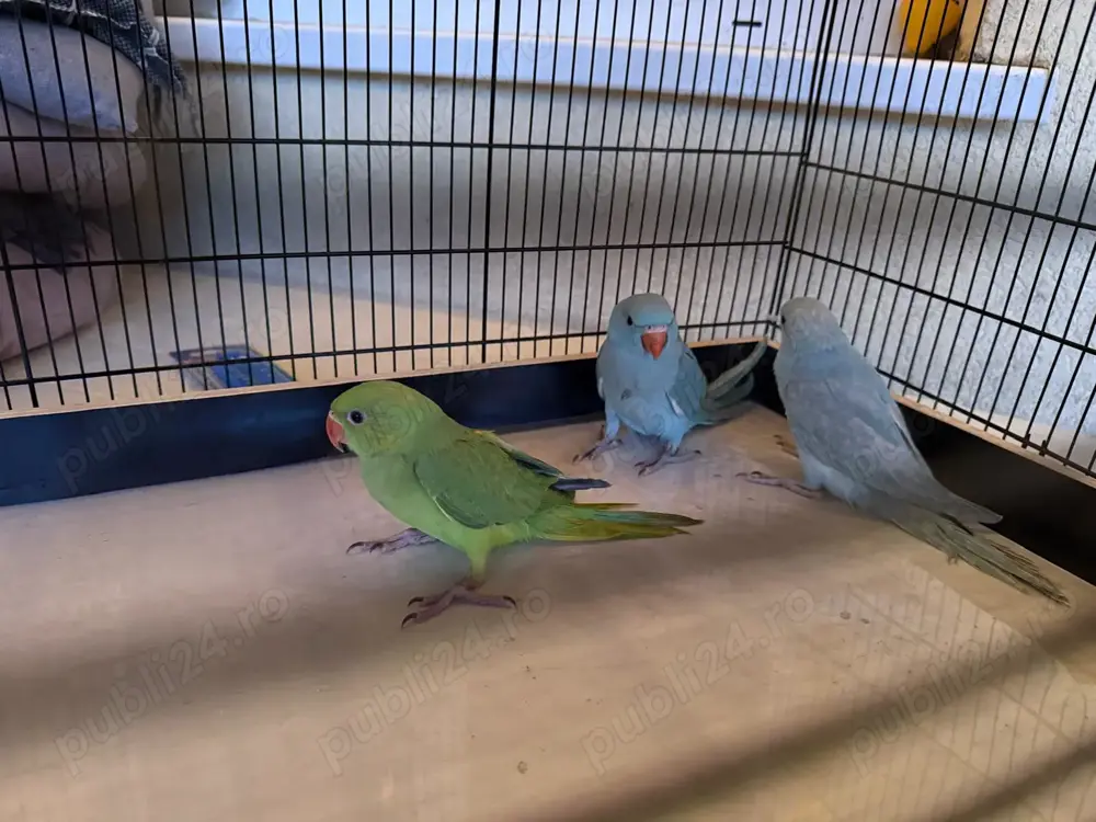 Papagali Micul Alexander Suceava - Animale