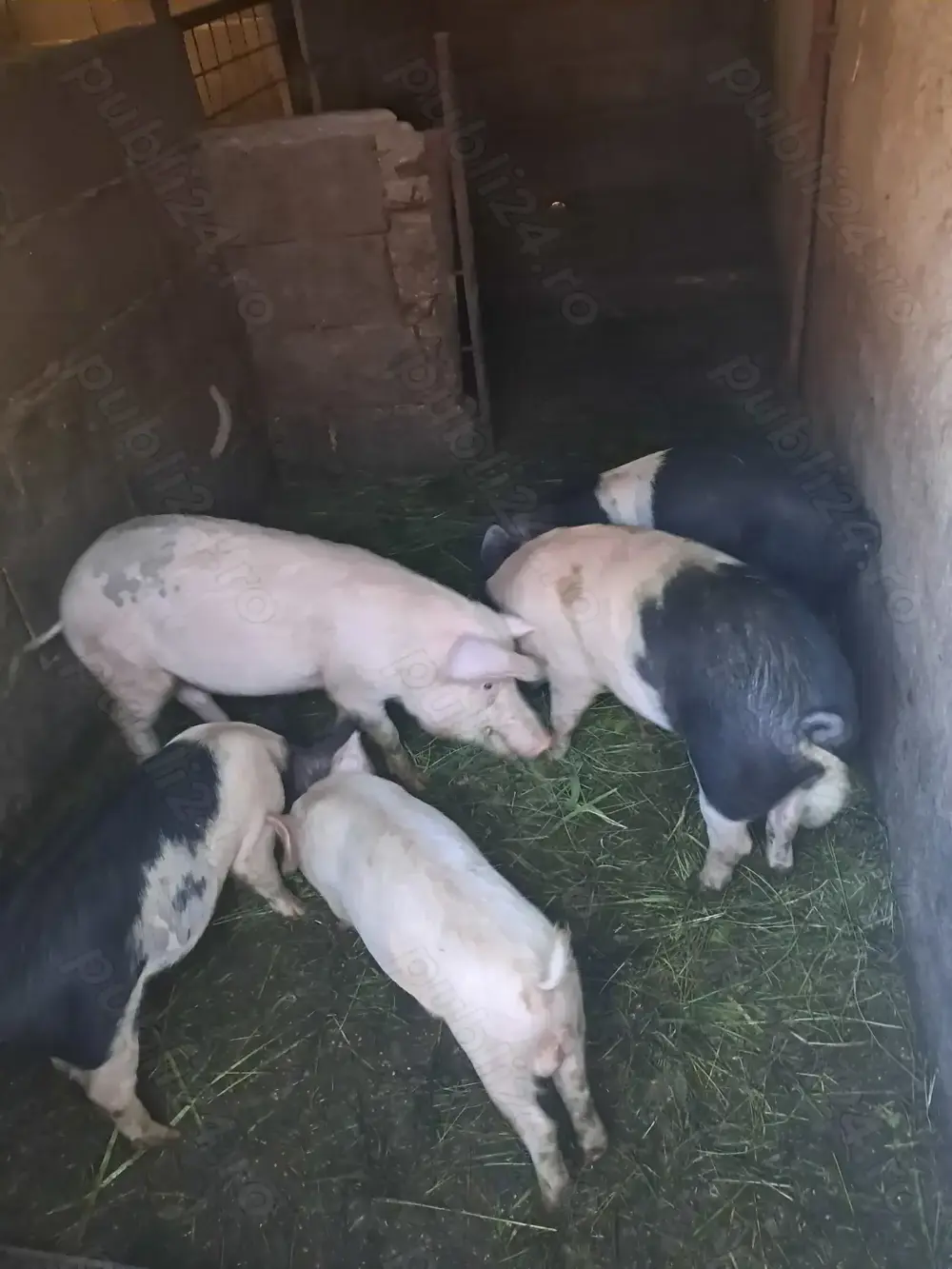Vând 5 soldani in beltiug Beltiug - Animale