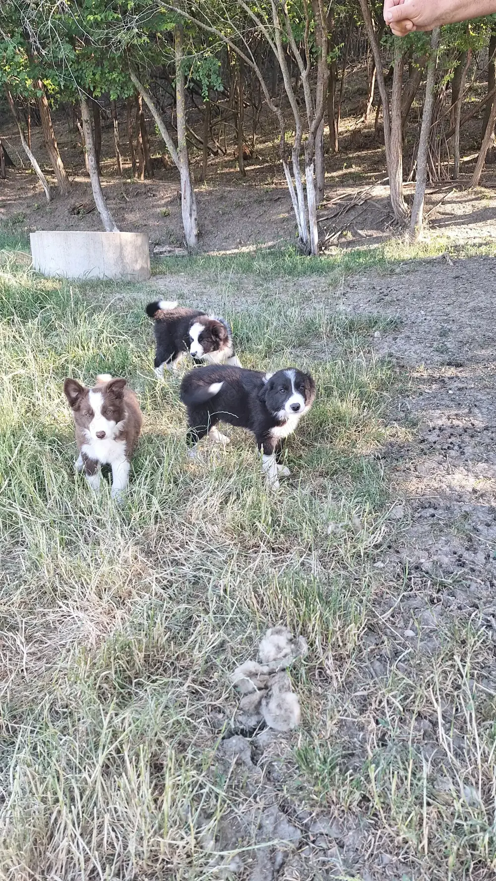 Pui de border collie de canzare Cluj-Napoca - Animale