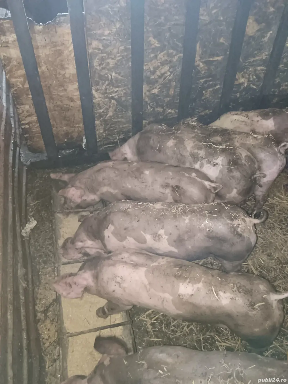 Vând purcei rasa Pietran si Duroc Ciurea - Animale