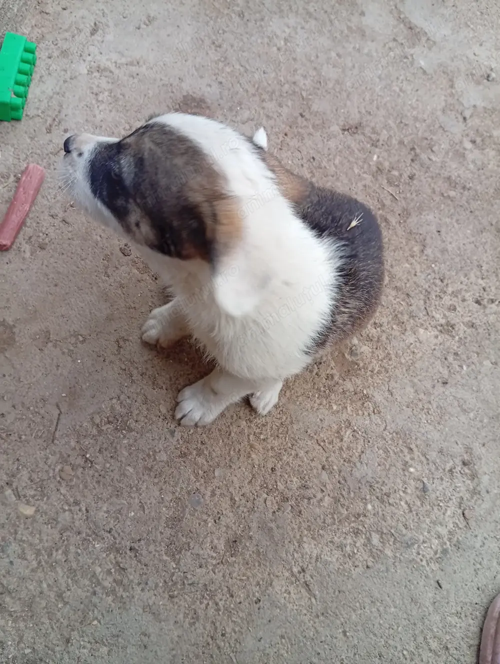 Pui de border collie cu blue heeler Slatina - Animale