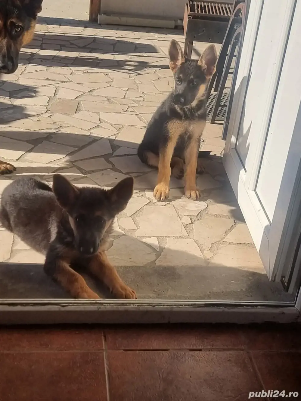 Vand caini ciobanesc german Ramnicu Valcea - Animale