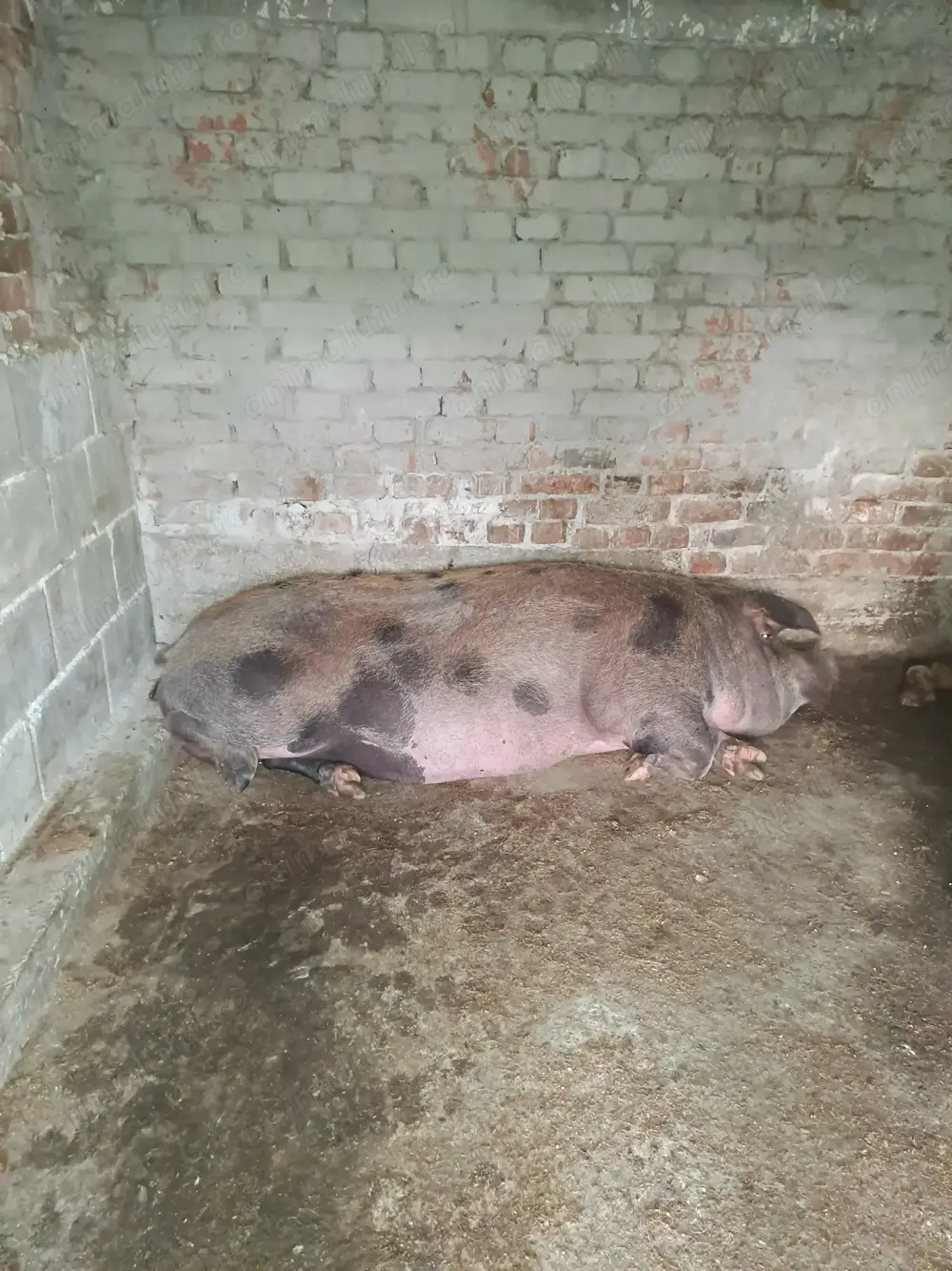 Vând porc de carne sau pentru gestație. Hidiselu de Jos - Animale