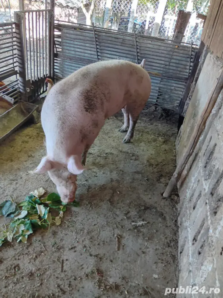 Vand purcea rasa landrace Bengesti - Animale